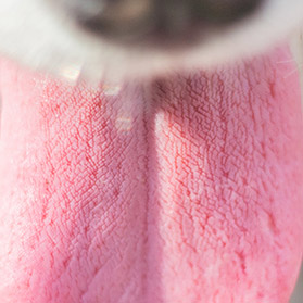 Information Center | Lidorr Elements - Israel's expert materials importer