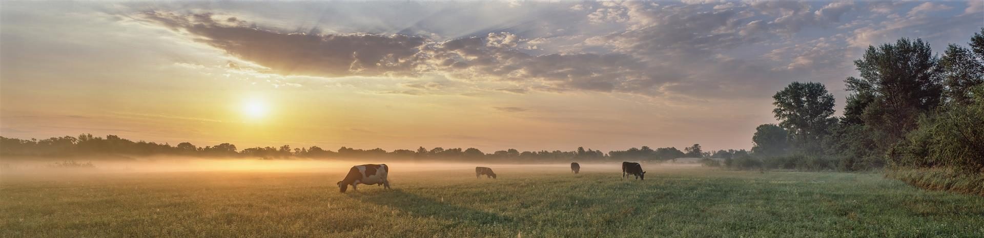 Farm Animals | Lidorr Elements