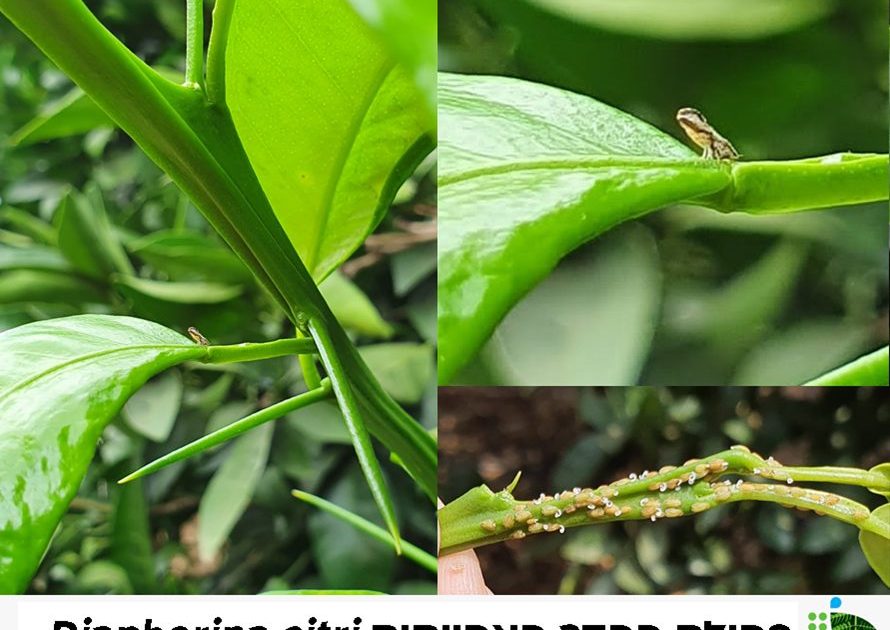 פסילת ההדר האסייתית - קריאה להגברת ערנות ופיקוח בפרדסי ישראל | Lidorr ...