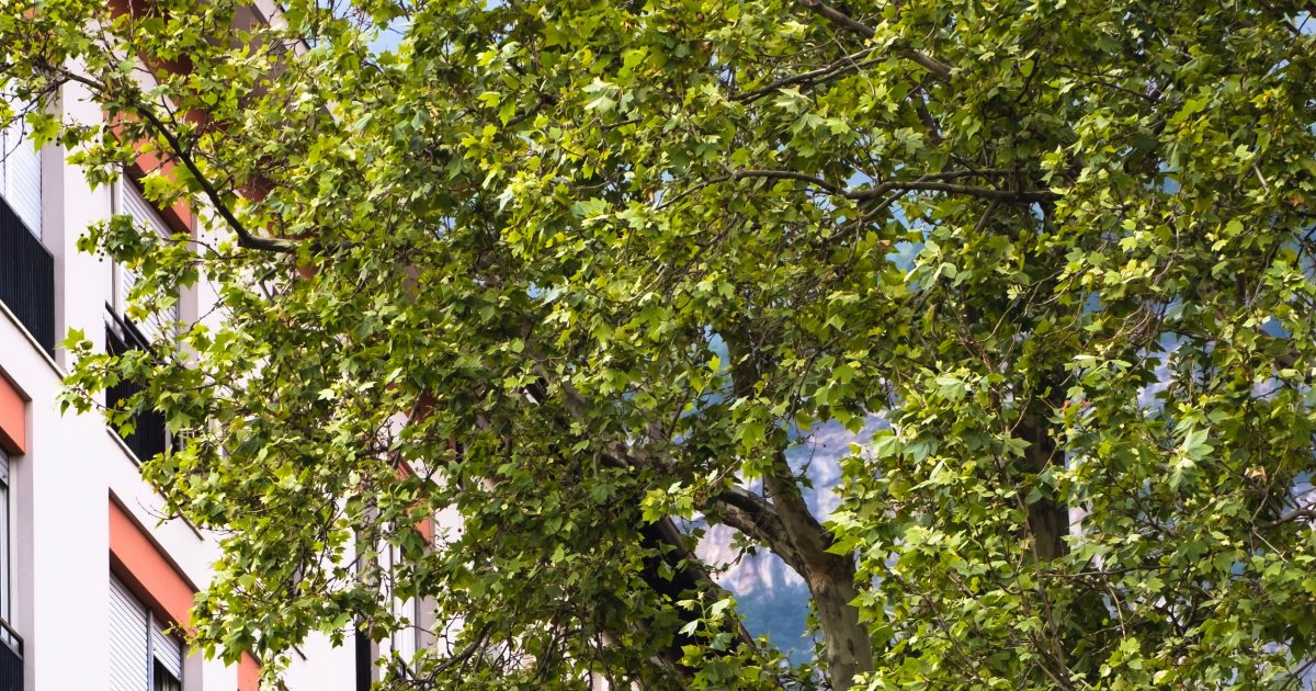 סיבנטו פריים אושר להדברת כנימת עלה המיש הצמרית, מין כנימה פולש חדש ...